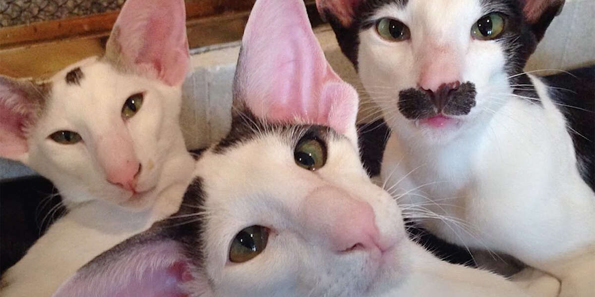 Cat Brothers Are Basically Models - Videos - The Dodo