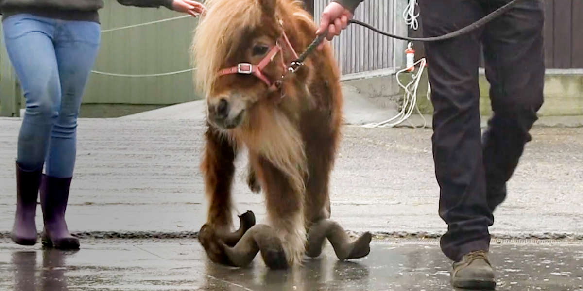 The Most Viral Animal Videos Of April - Videos - The Dodo