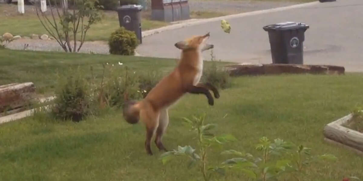Wild Fox Plays With Dog Toy - Videos - The Dodo