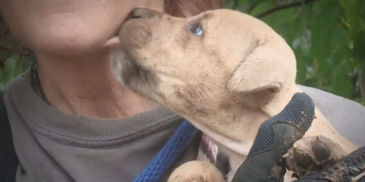 Dogfighting Is Illegal But It's Still Happening All Over The U.S ...