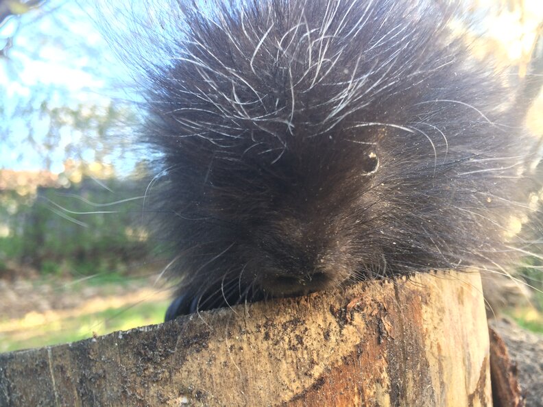 Orphaned Porcupine Is Being Raised By Wildlife Rehabilitators - The Dodo