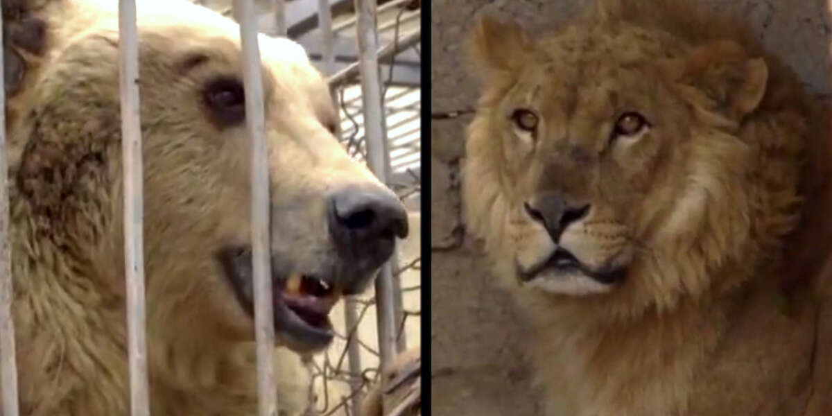 Bear And Lion Rescued From Mosul Zoo - Videos - The Dodo