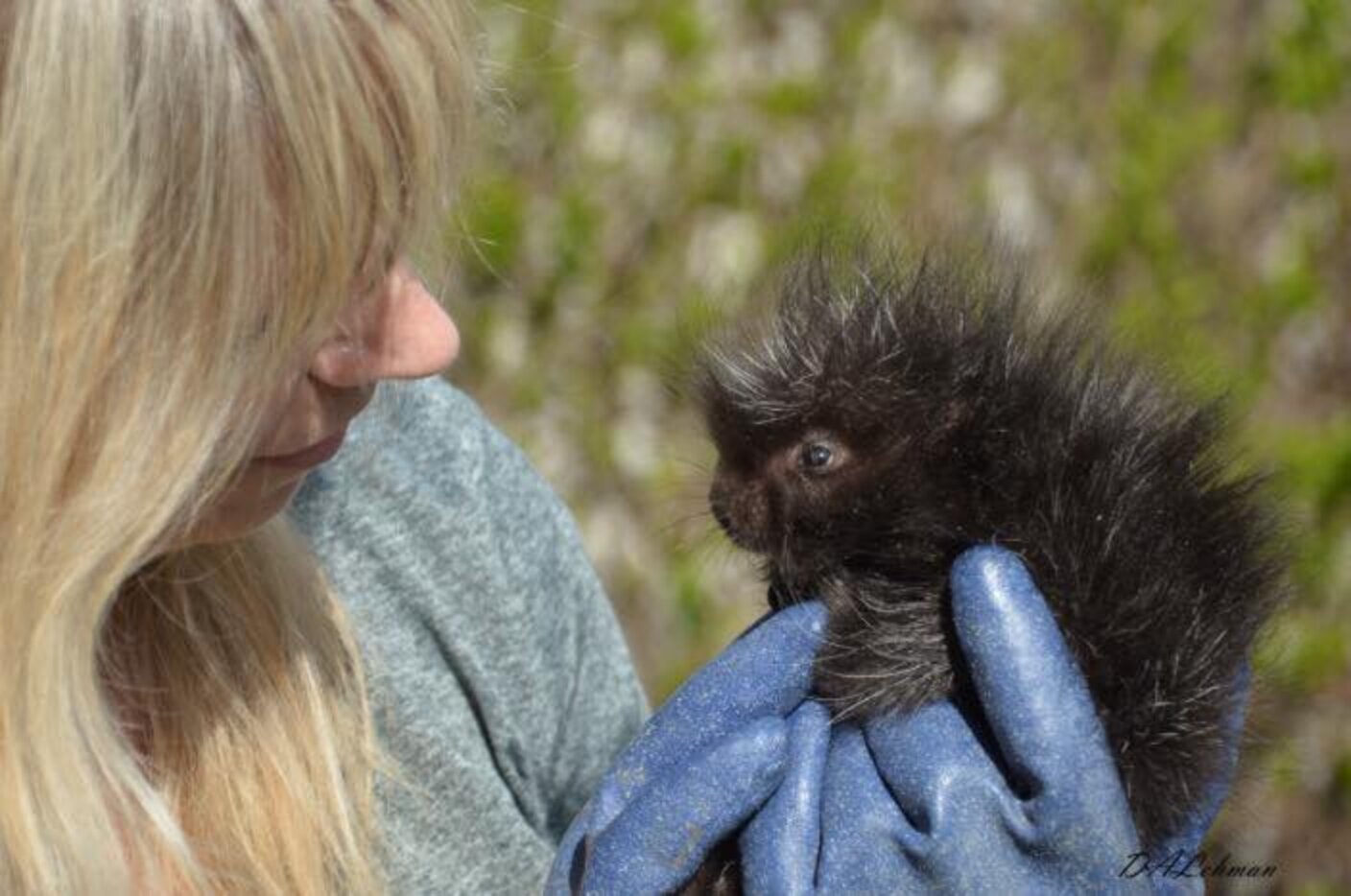 Orphaned Porcupine Is Being Raised By Wildlife Rehabilitators - The Dodo