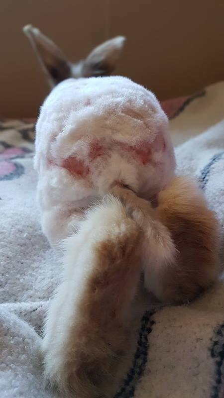 Pet Rabbit Lived Under Car For Three Days - The Dodo