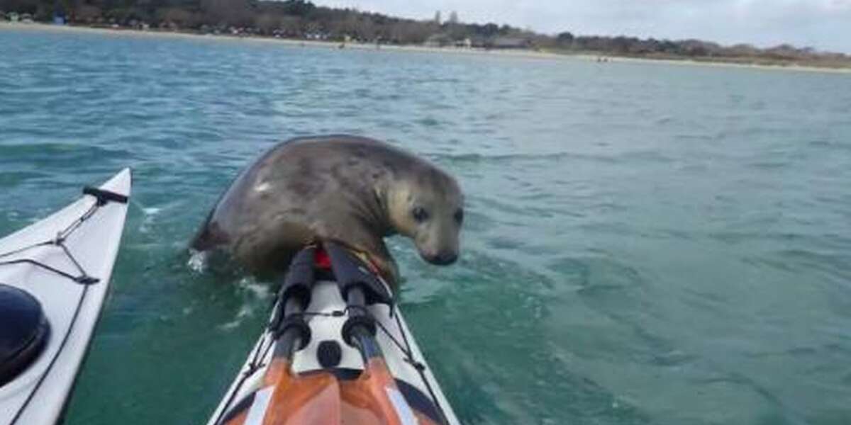 Seal Climbs Aboard Kayak, Then Slips Off Oh So Elegantly - The Dodo