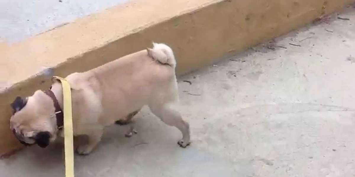 This pug pees in a really unusual way... http://huff.to/1Kzh21M - The Dodo