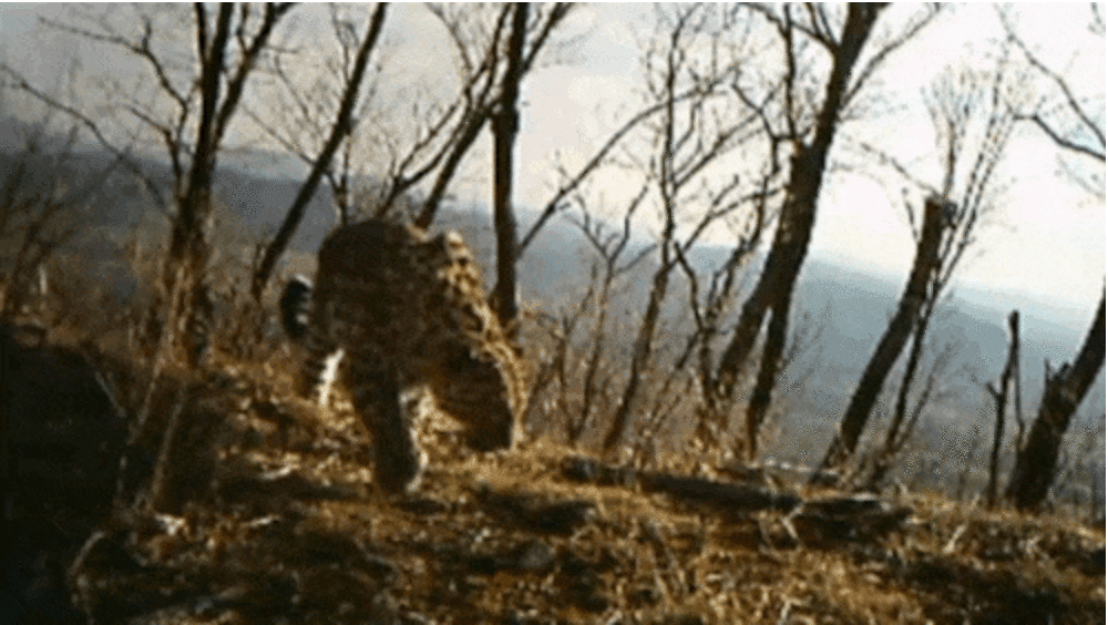 Rare Majestic Cats Caught On Camera, Just Doing Their Thing - The Dodo