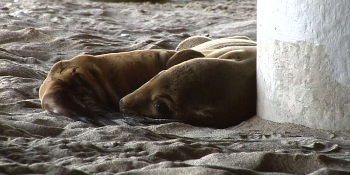 Stranded sea lion pups inundate animal rescue centre - The Dodo