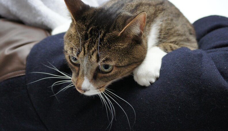 My cat joe - The Dodo