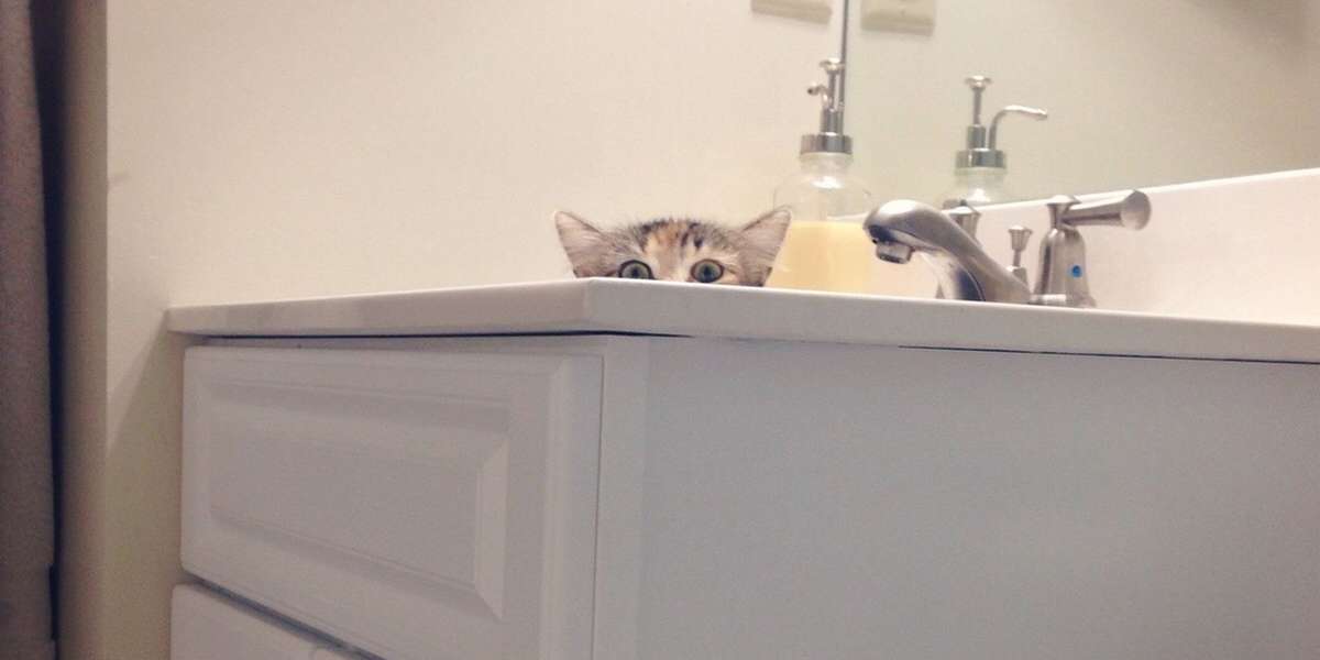 14 Cats Who Are WATCHING You - The Dodo