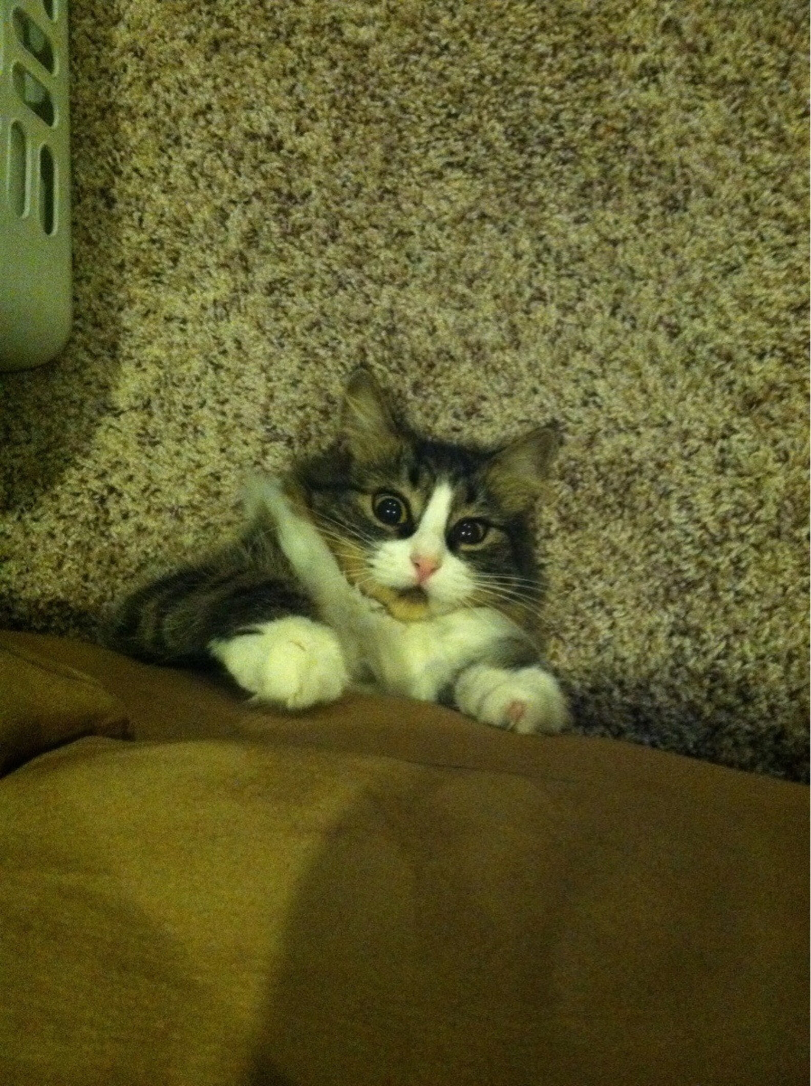 14 Cats Who Are WATCHING You - The Dodo