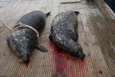 Hundreds Of U.K. Seals Killed Each Year In Secret, Brutal Cull - The Dodo