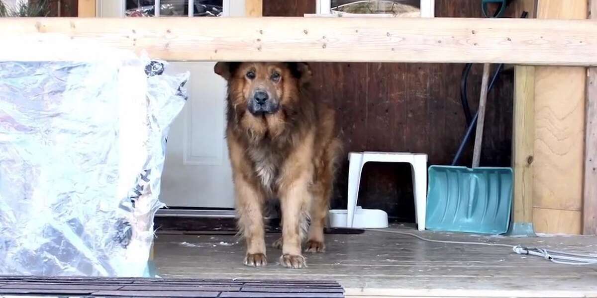 Dogs Survive Brutal Winter Thanks To Rescuers' Amazing House-Building ...