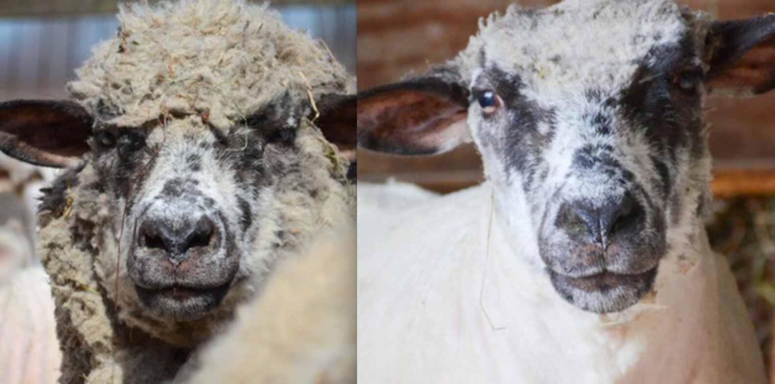 7 Happy Sheep Before And After Their Spring Haircuts - The Dodo