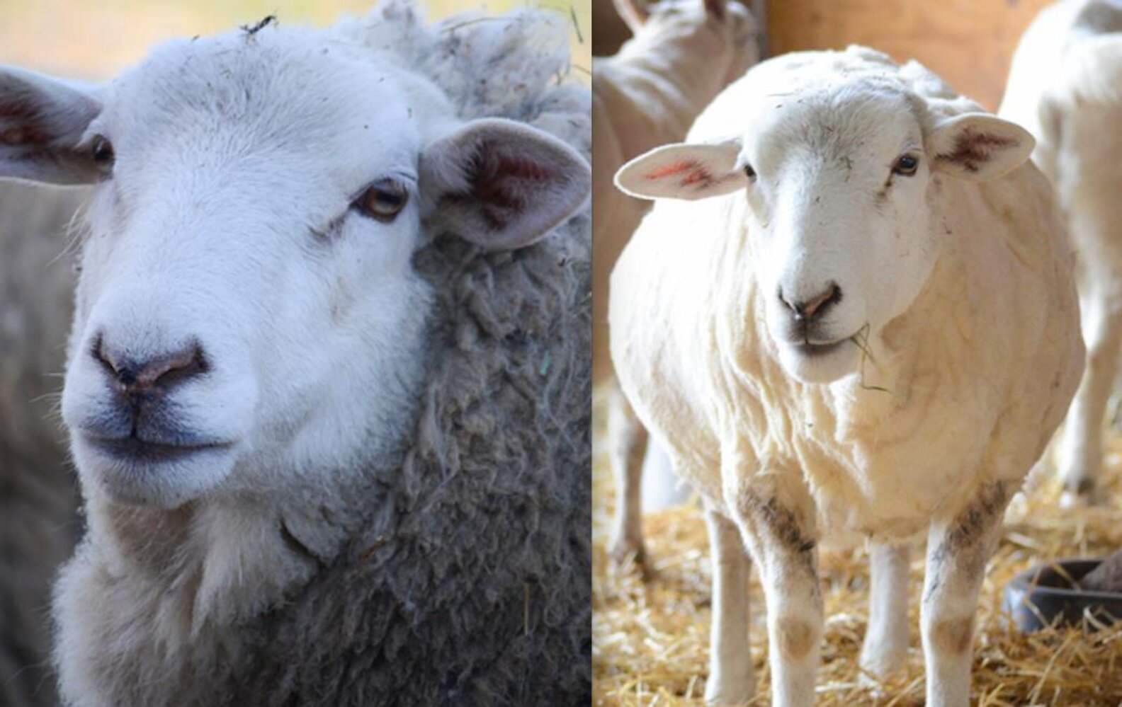 7 Happy Sheep Before And After Their Spring Haircuts - The Dodo