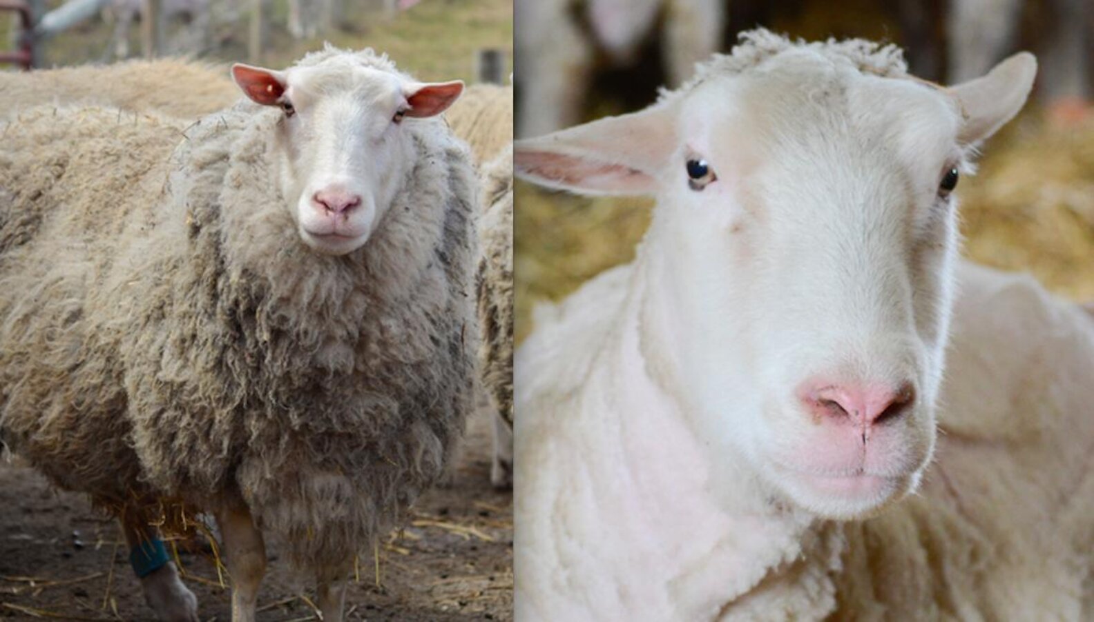 7 Happy Sheep Before And After Their Spring Haircuts - The Dodo