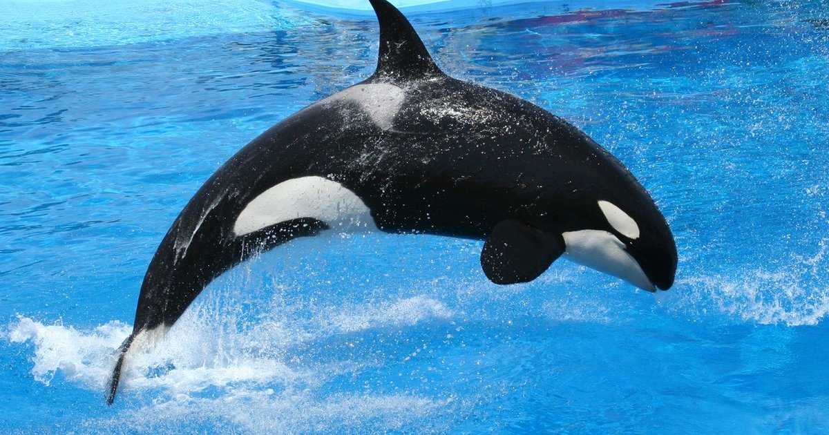 SeaWorld Says 'The Facts Are On Our Side.' Let's Look At The 'Facts ...