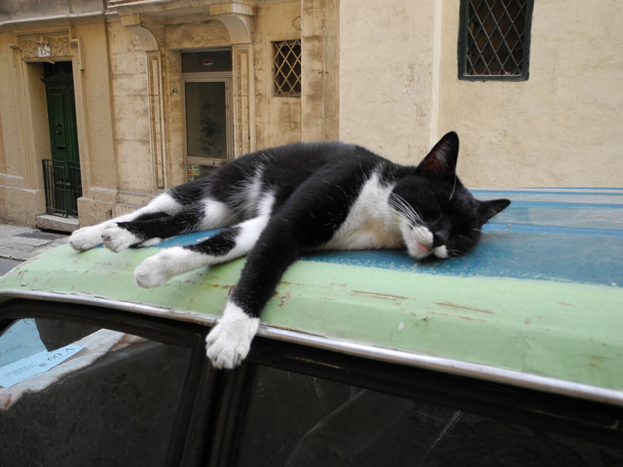 13 Cats Who Can't Be Bothered To Move - The Dodo