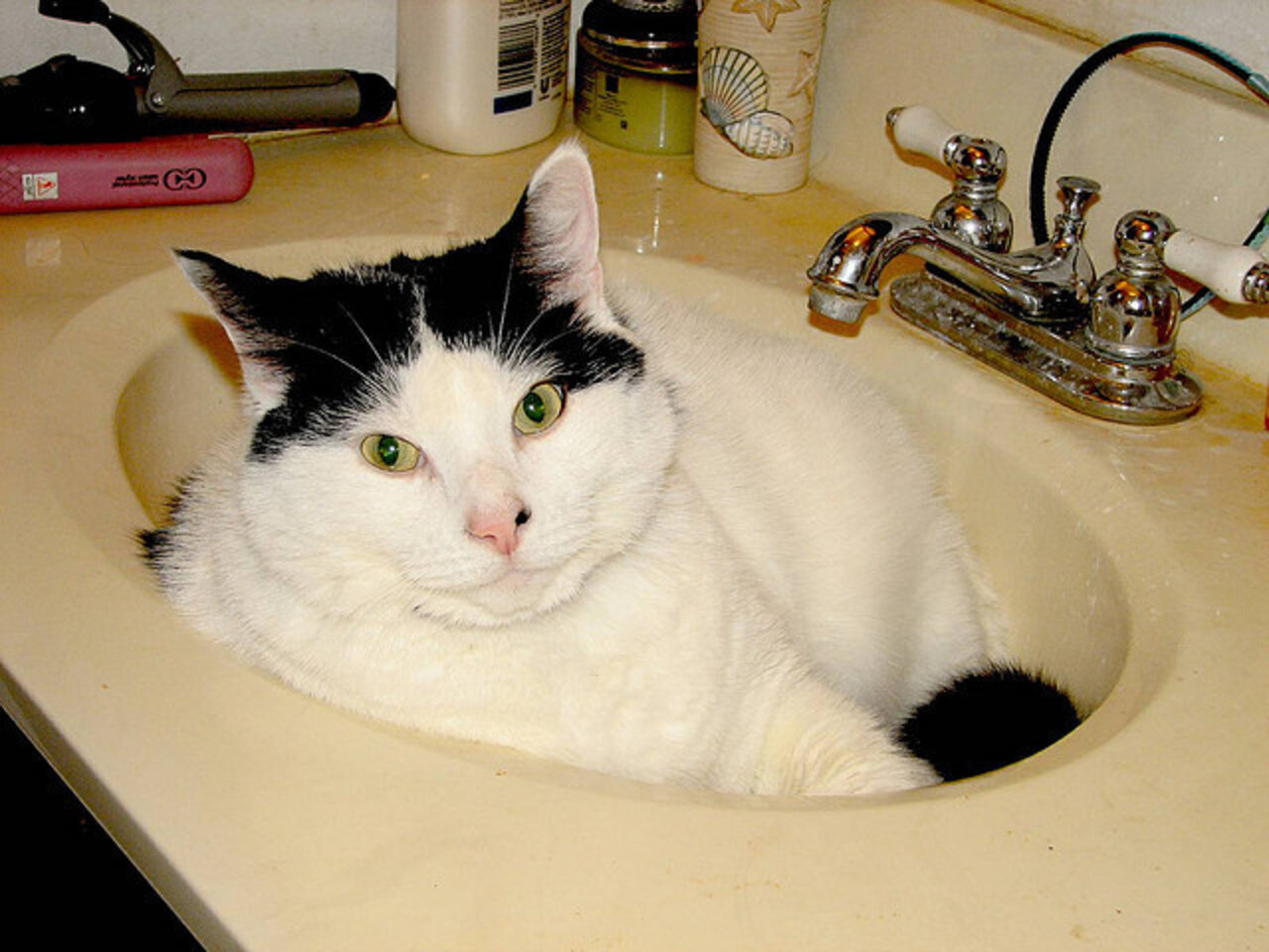 13 Cats Who Can't Be Bothered To Move - The Dodo