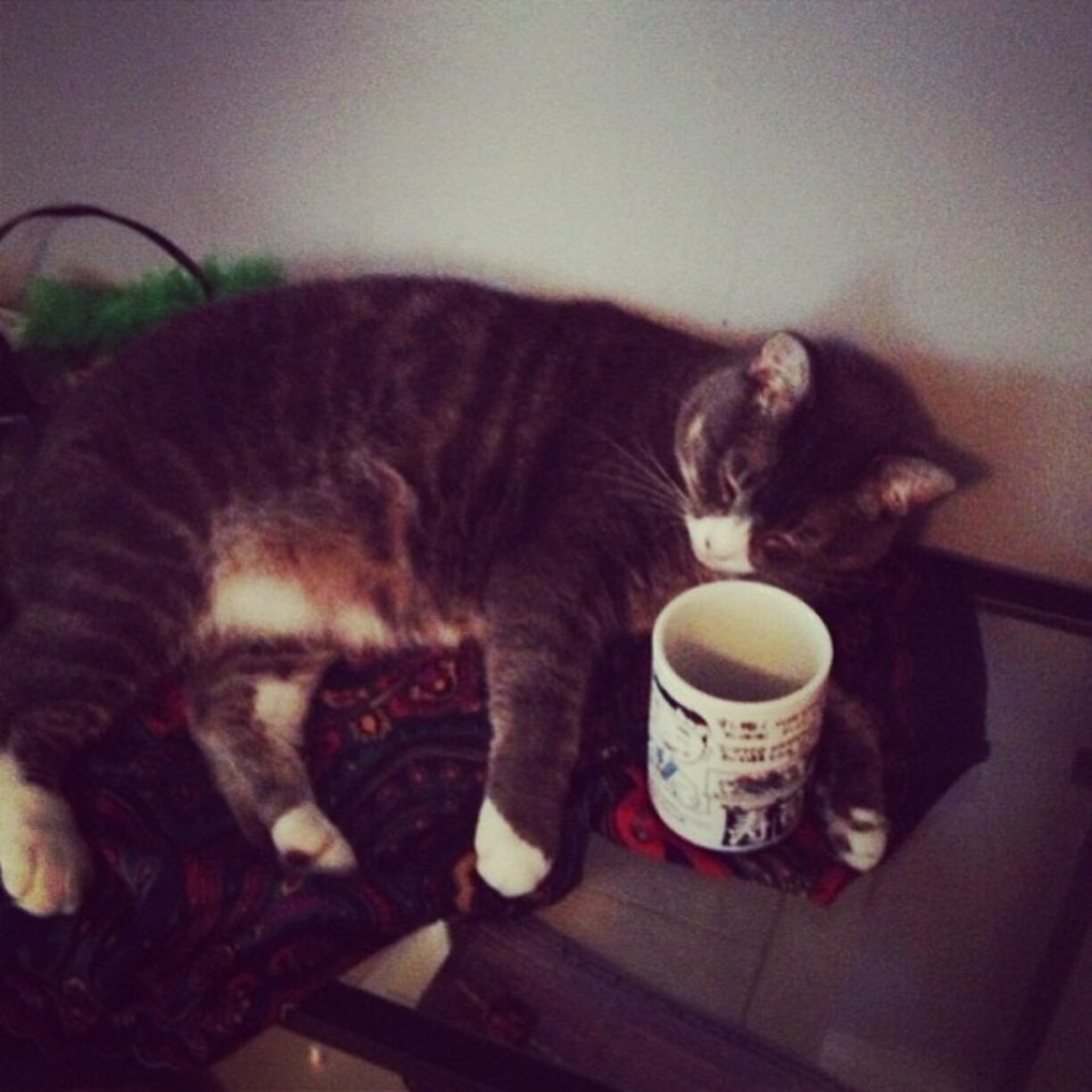 13 Cats Who Can't Be Bothered To Move - The Dodo