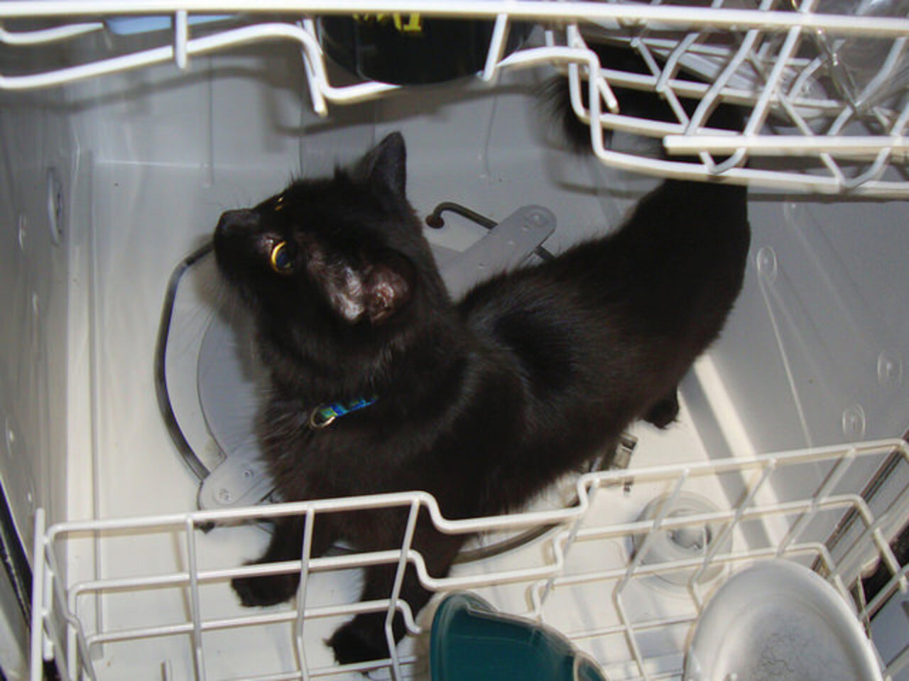 13 Cats Who Can't Be Bothered To Move - The Dodo