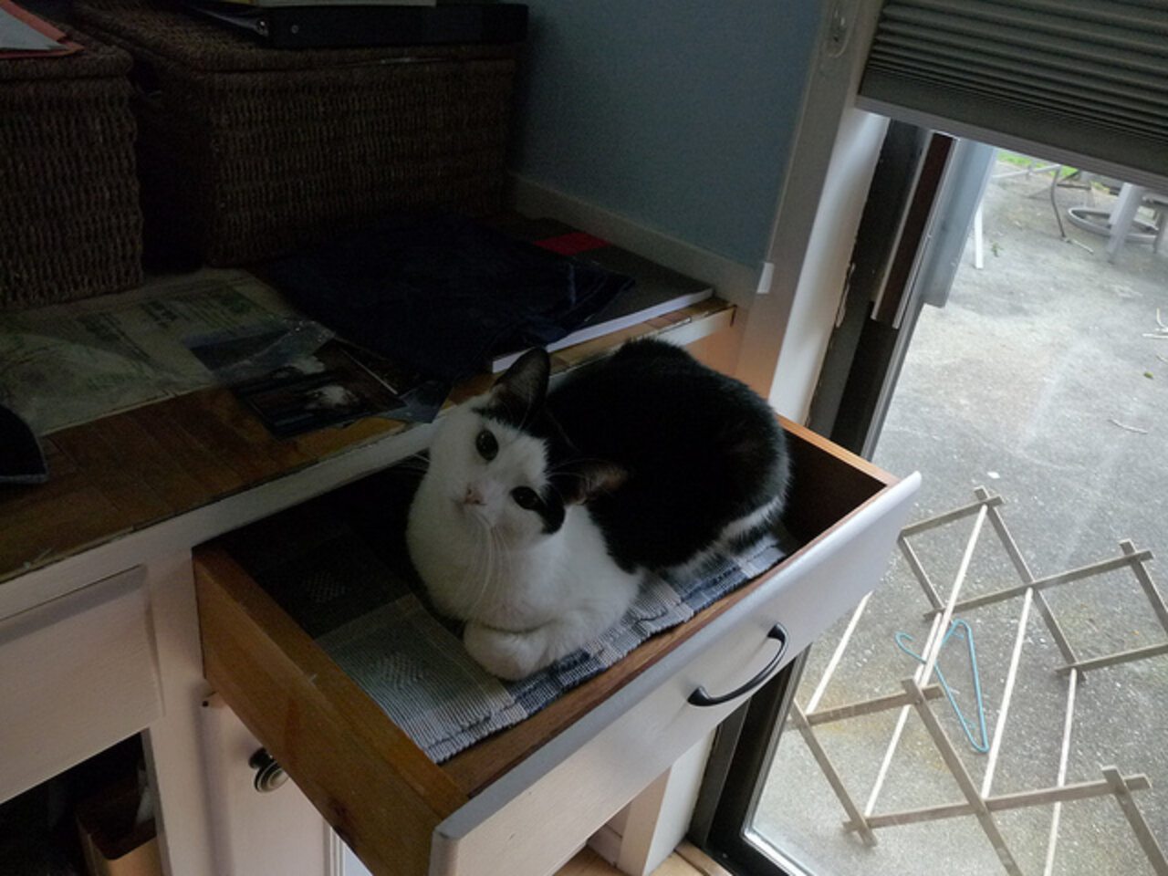 13 Cats Who Can't Be Bothered To Move - The Dodo