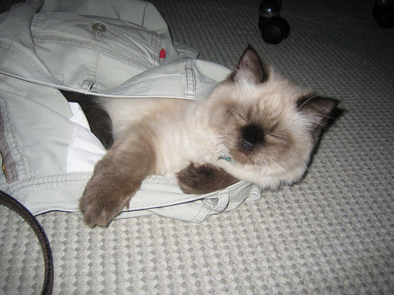 13 Cats Who Can't Be Bothered To Move - The Dodo
