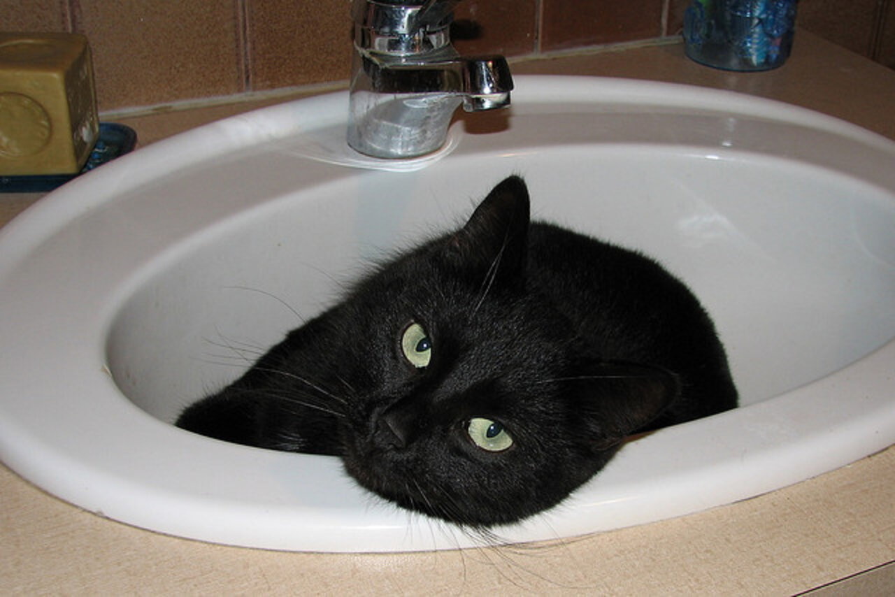 13 Cats Who Can't Be Bothered To Move - The Dodo