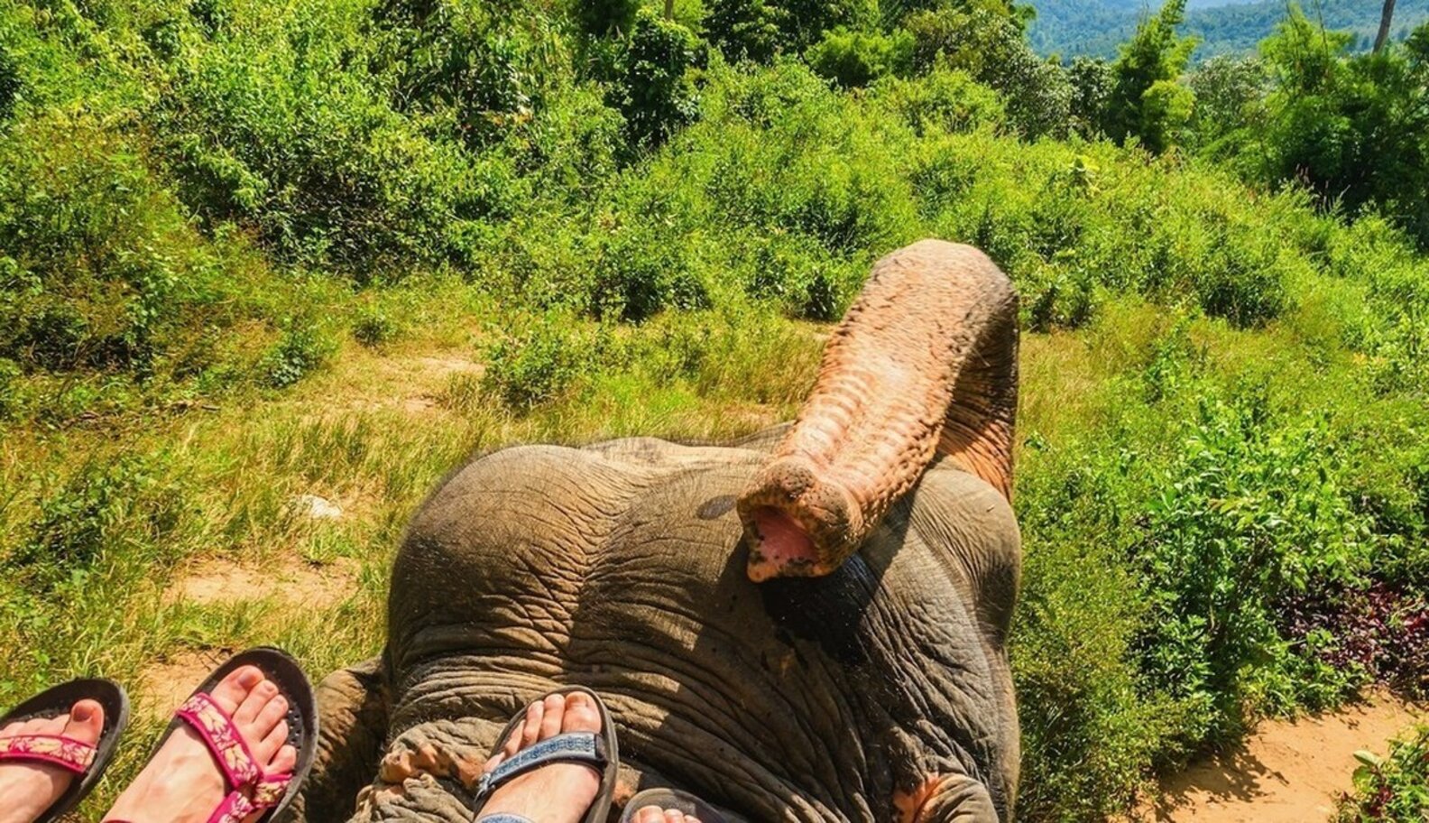 If You Love Elephants, Don't Ever Ride Them. Here's Why. - The Dodo