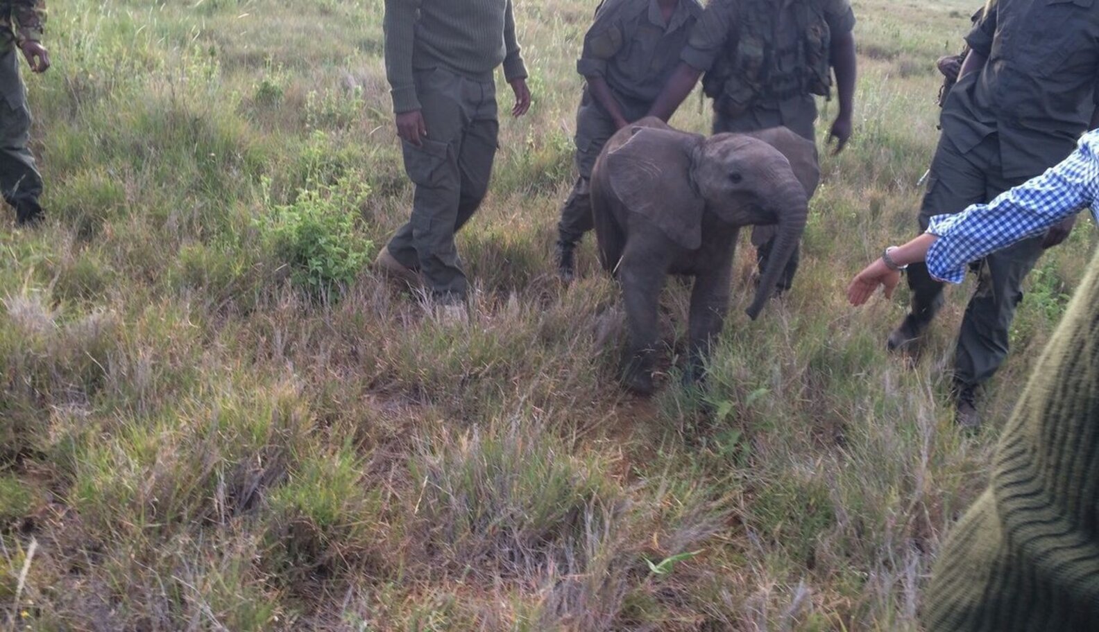 Tiny Elephant Gets Hopelessly Lost ... Until Nice People Help Him Look ...