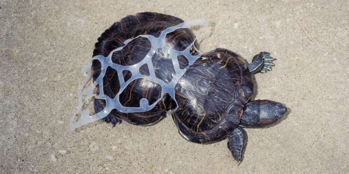 Turtle Cut Free From 6-Pack Rings Is Unstoppable 20 Years Later - The Dodo