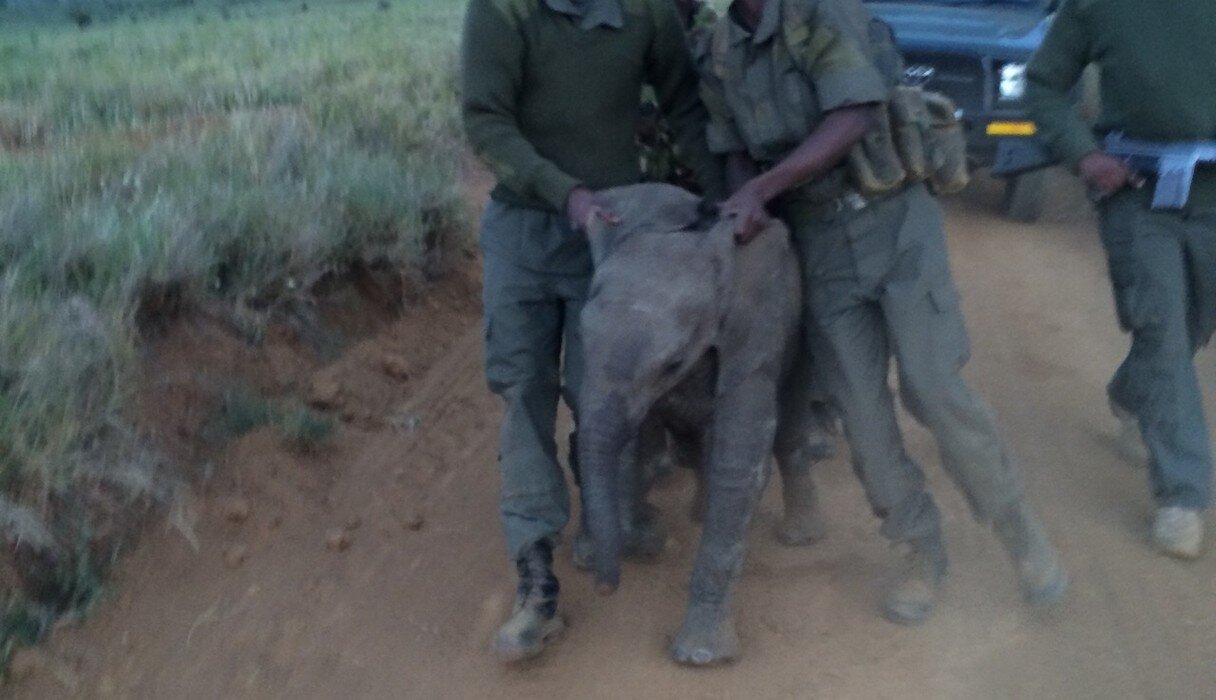 Tiny Elephant Gets Hopelessly Lost ... Until Nice People Help Him Look ...