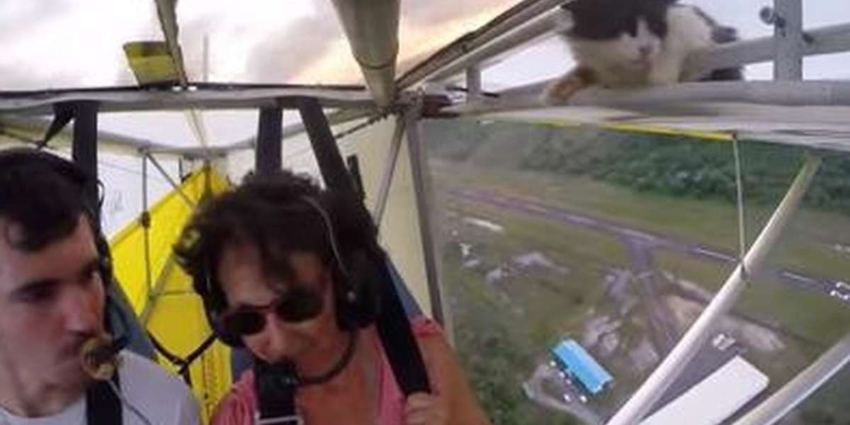 Cat Hitches Ride On The Wing Of An Airplane - The Dodo