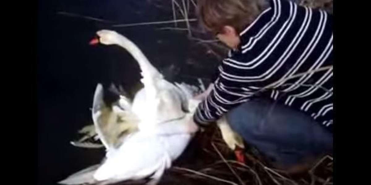 Tangled Swans Rescued After Approaching Humans For Help - The Dodo