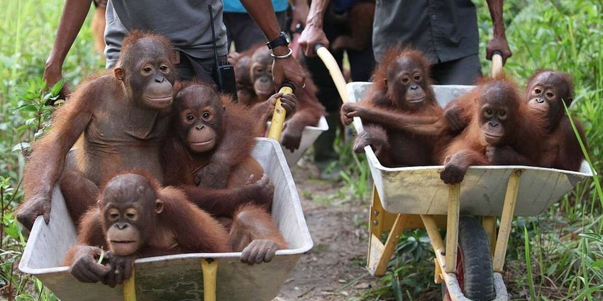 Orphaned Baby Orangutans Are Thrilled To Ride To Forest School In ...