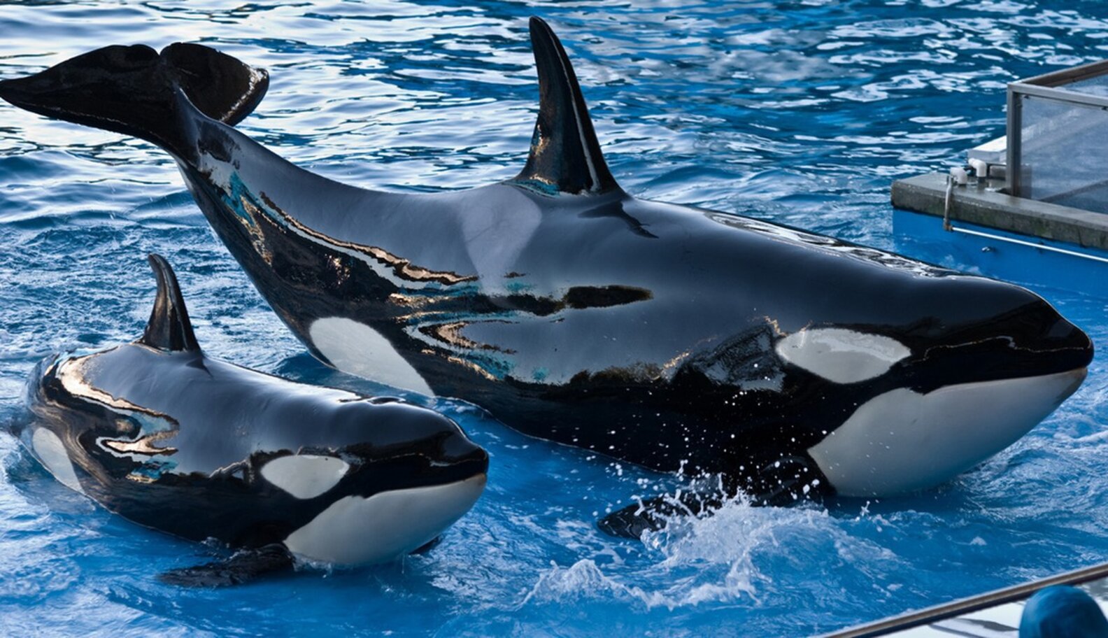 Ex-SeaWorld Trainer Reveals Troubling Truth About Breeding Orcas - The Dodo