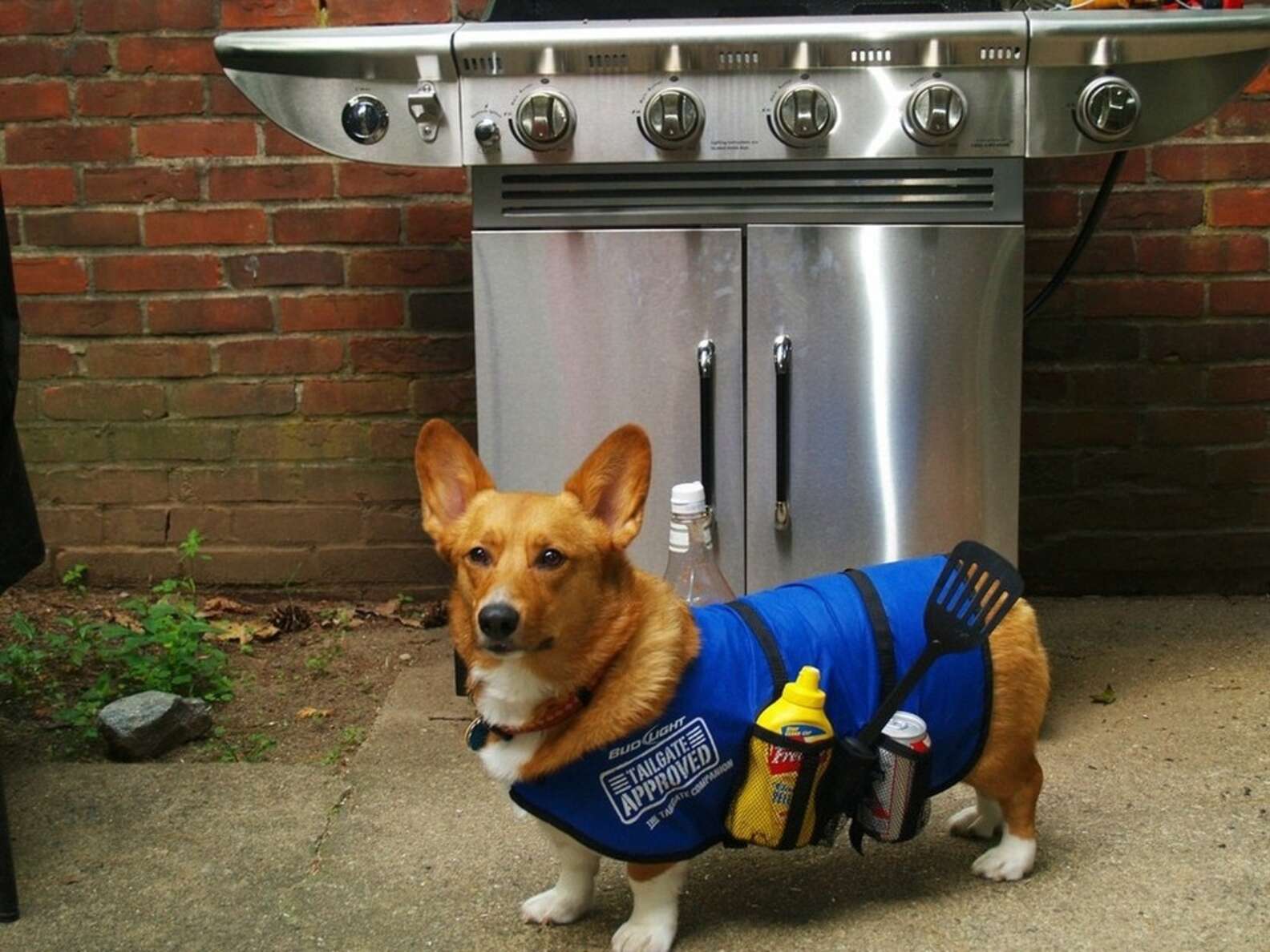 If Your Dog Had A Summer Bucket List, It Would Look Like This - The Dodo