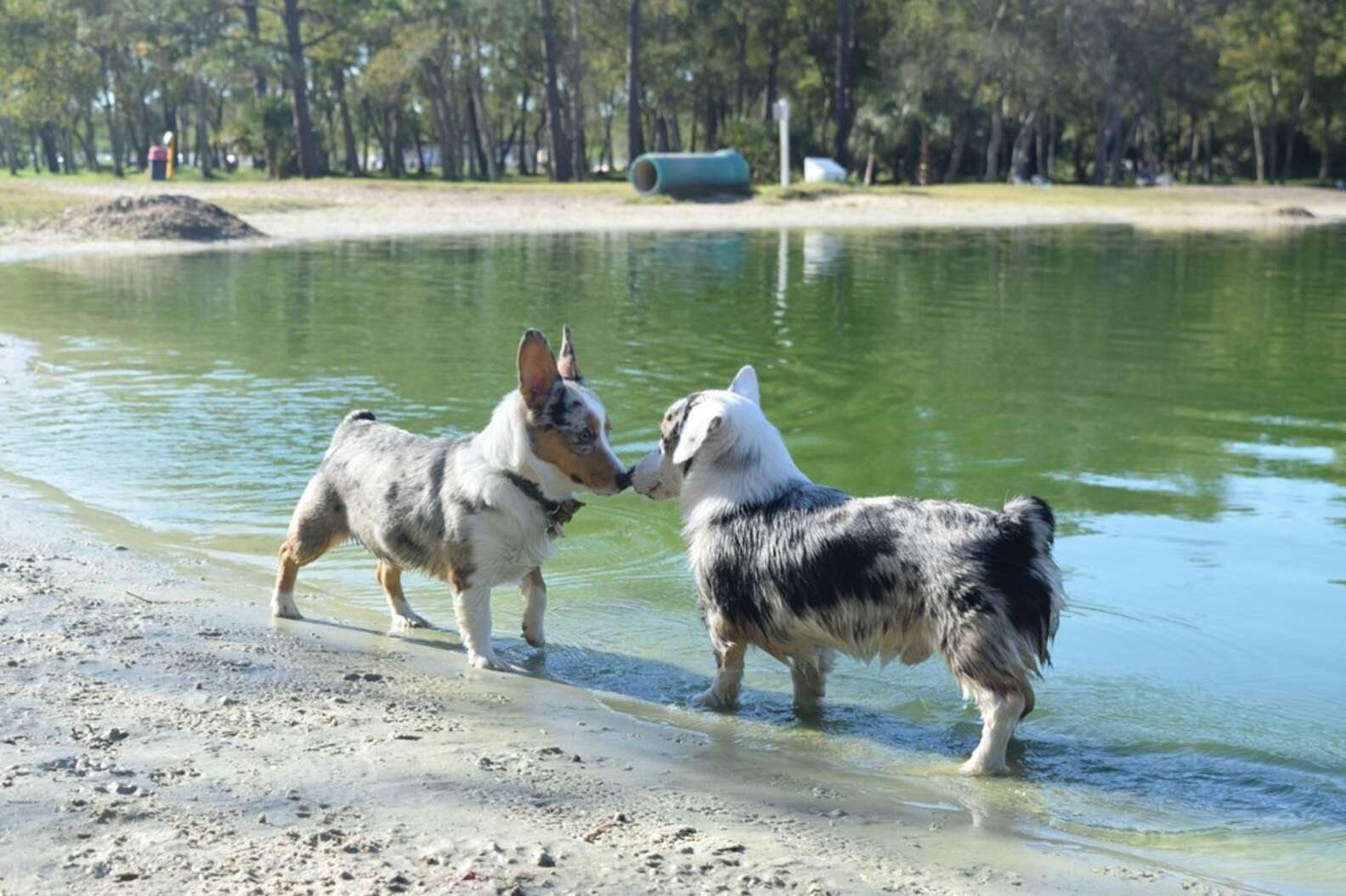 If Your Dog Had A Summer Bucket List, It Would Look Like This - The Dodo