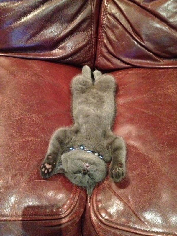 Cats Fall Asleep In 5 Charming Stages - The Dodo