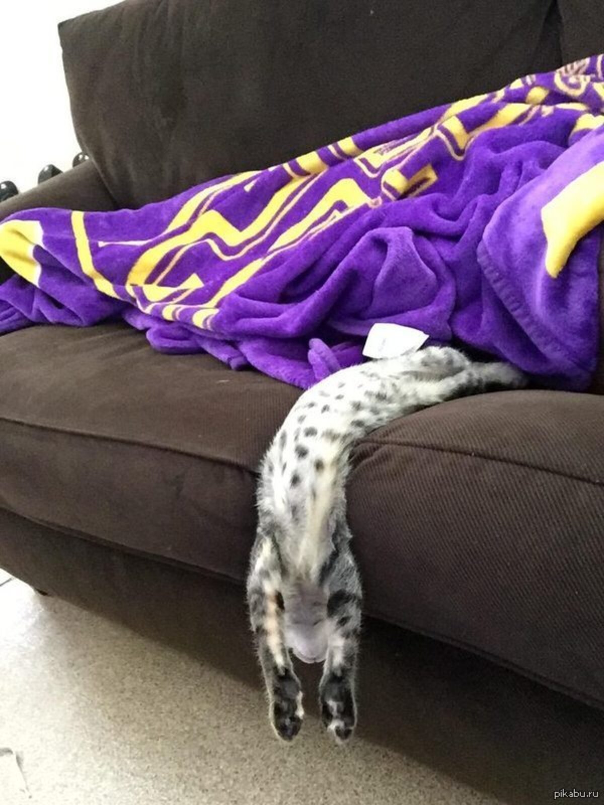 Cats Fall Asleep In 5 Charming Stages - The Dodo