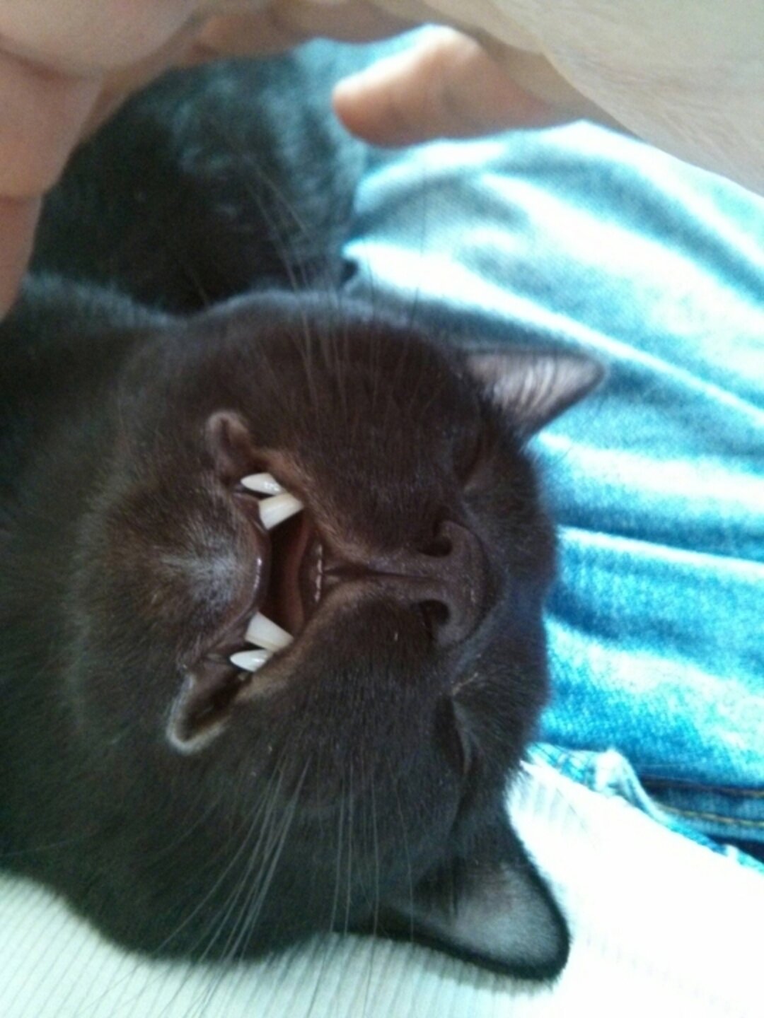 Cats Fall Asleep In 5 Charming Stages - The Dodo