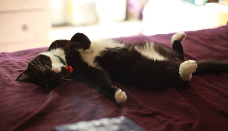 Cats Fall Asleep In 5 Charming Stages - The Dodo