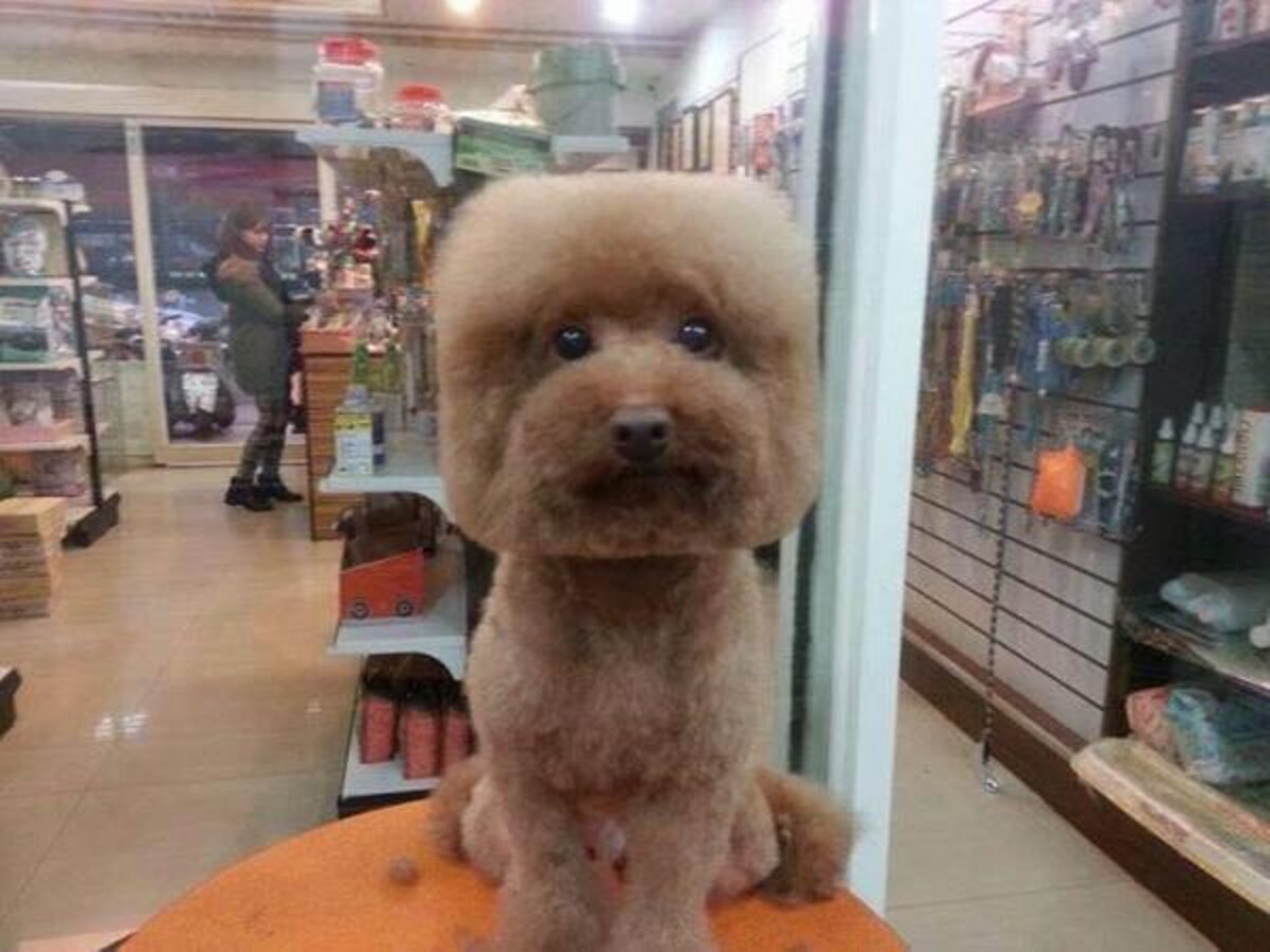11 Weirdest Hairstyles For Dogs - The Dodo