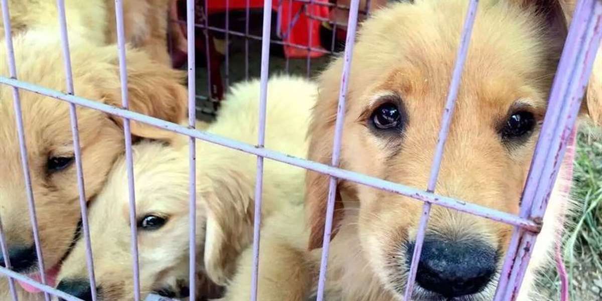 10,000 Dogs Were Eaten This Weekend. These Lucky Guys Escaped. - The Dodo