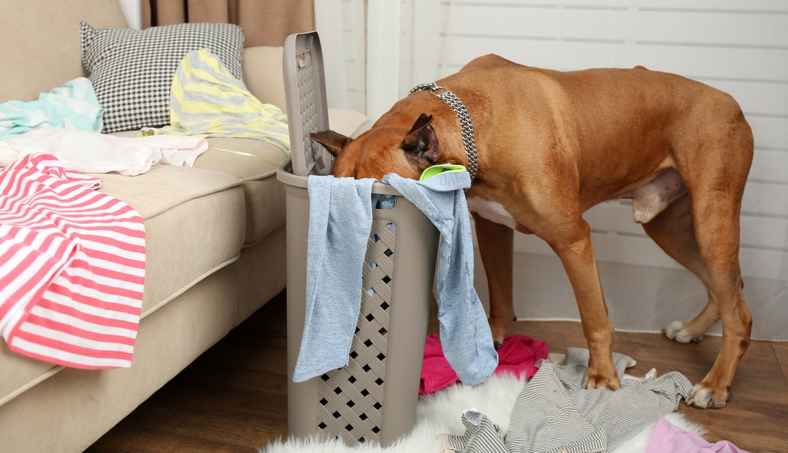 Hamper-Diving Dog Saved After Gorging On Owner's Undies - The Dodo