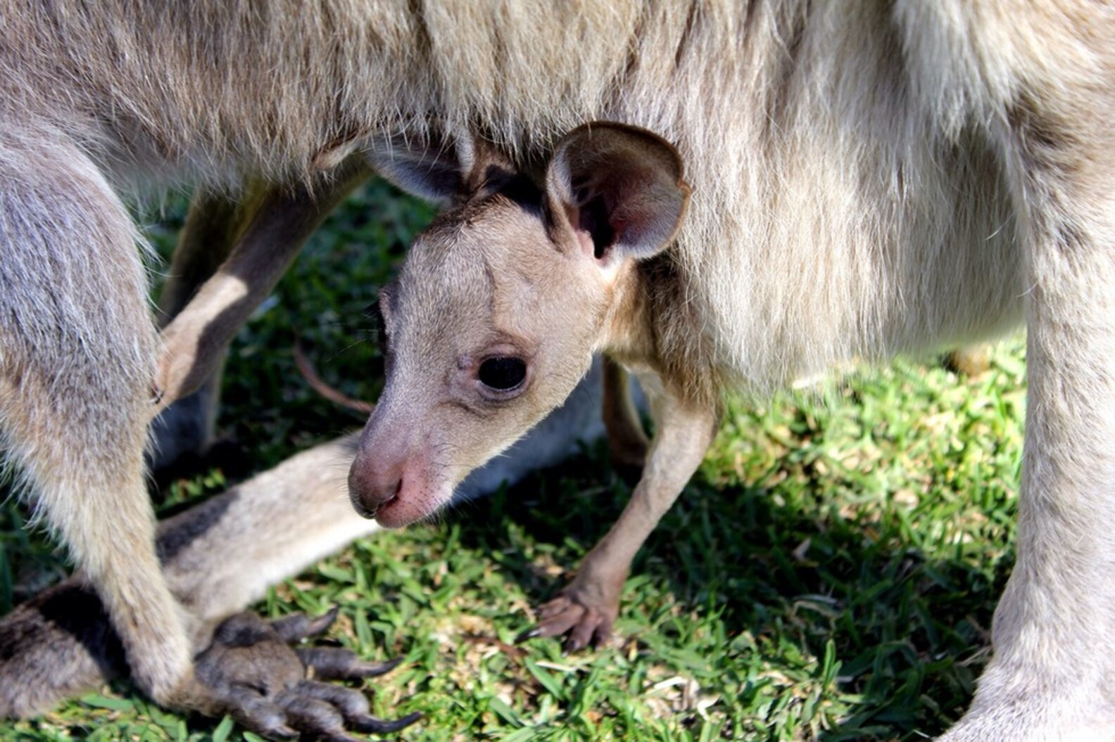Once You See Inside A Kangaroo's Pouch, There's No Going Back - The Dodo