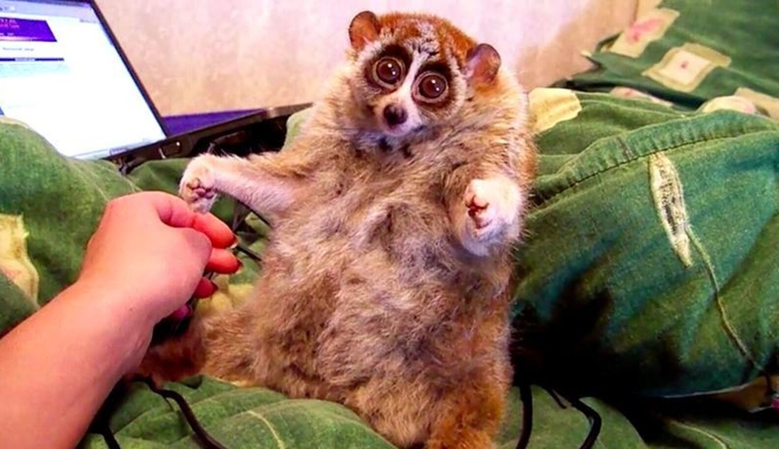 The Truth Behind Those Cute Loris Videos Isn't As Happy As You Think ...