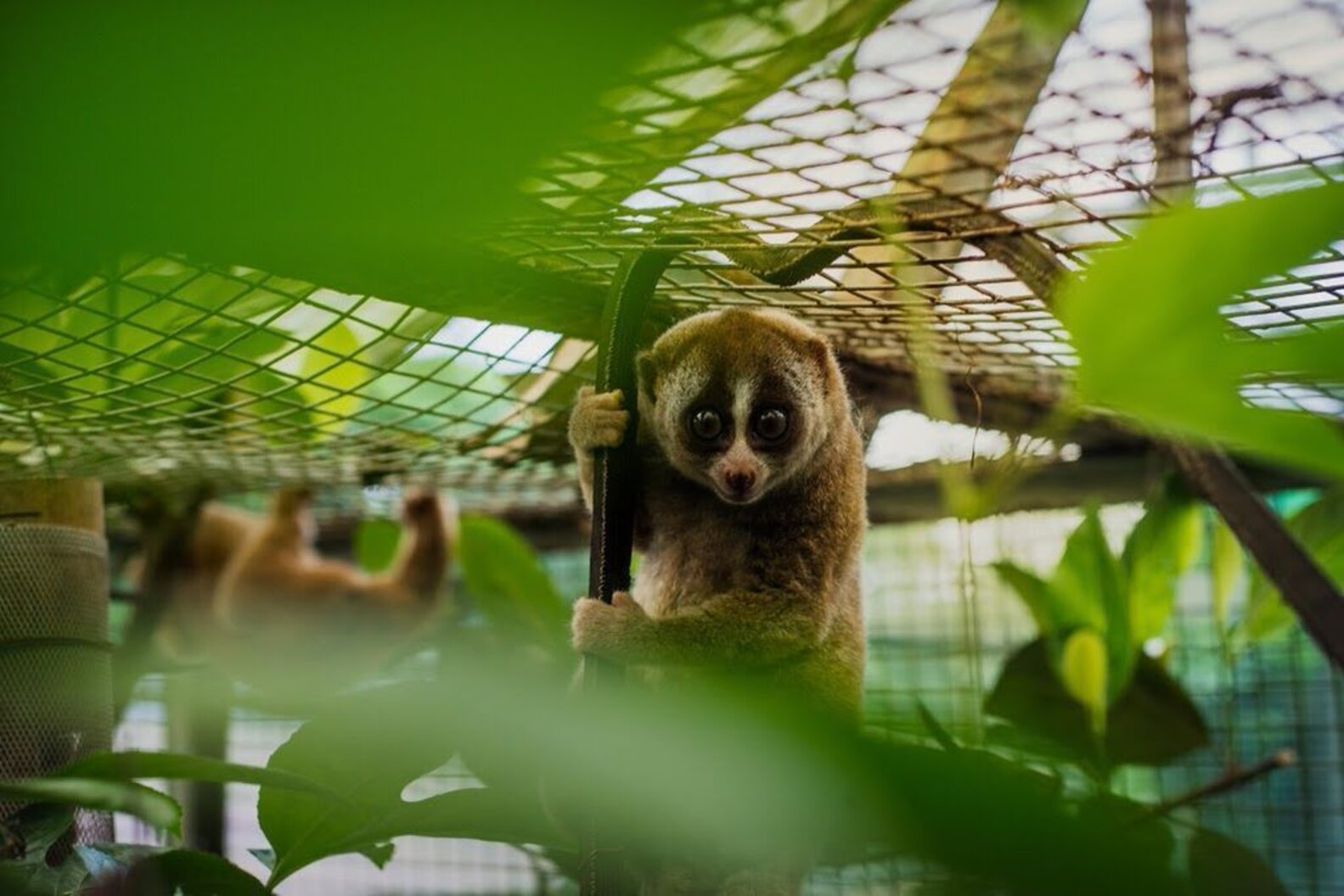 The Truth Behind Those Cute Loris Videos Isn't As Happy As You Think ...