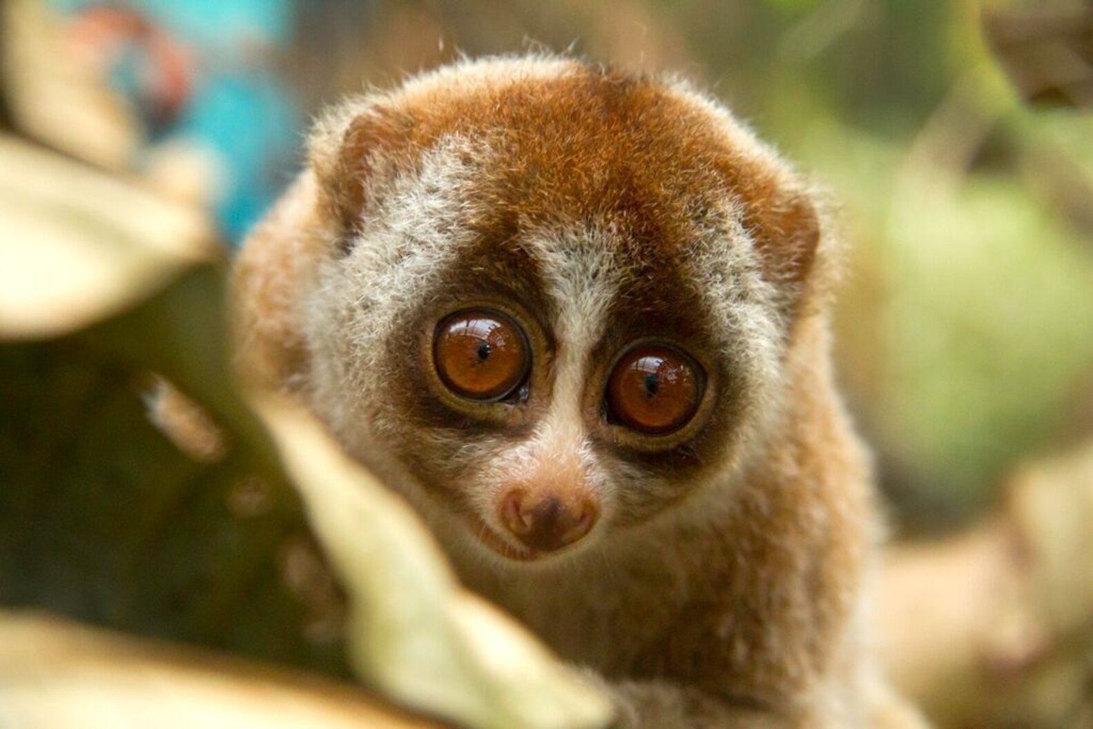 The Truth Behind Those Cute Loris Videos Isn't As Happy As You Think ...