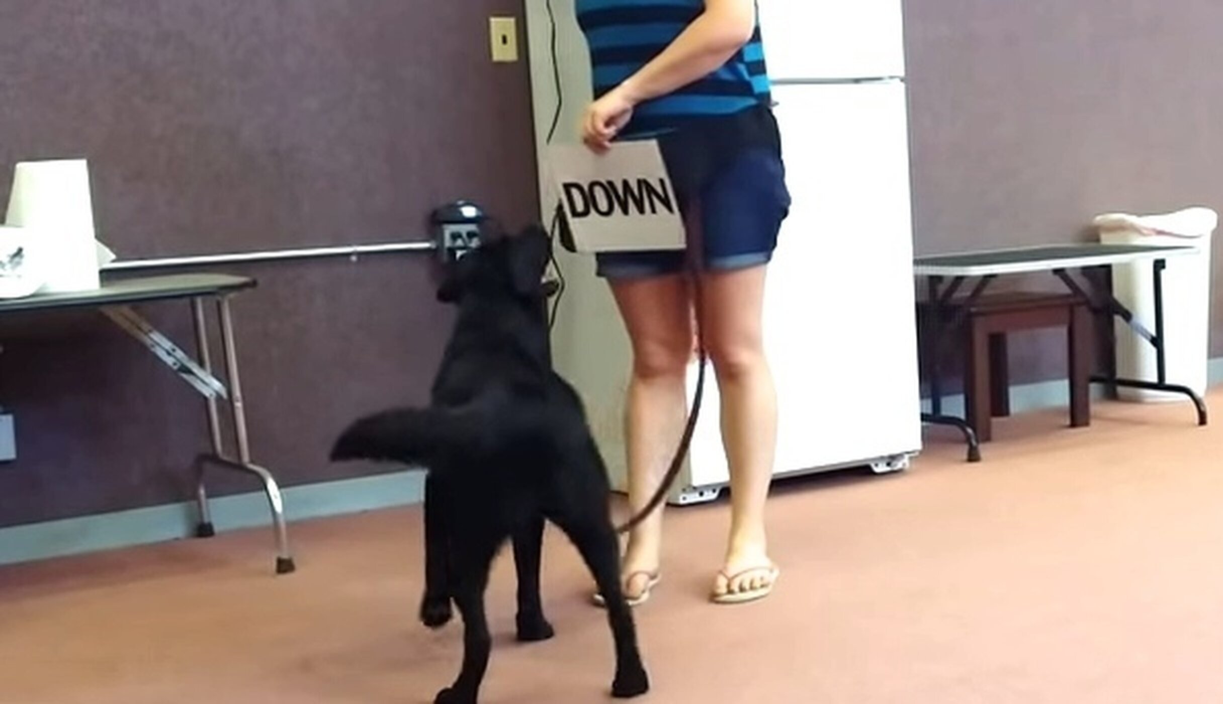 Incredibly Smart Dog Learns How To Read - The Dodo